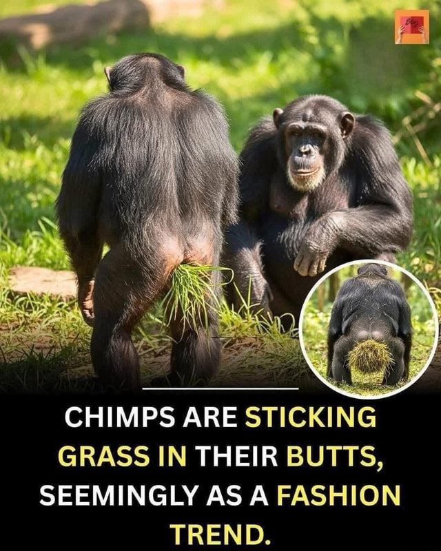 I CHIMPS ARE STICKING GRASS IN THEIR BUTTS, SEEMINGLY AS A FASHION ...
