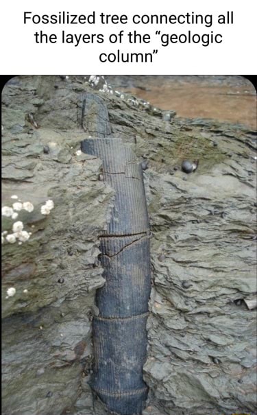 Fossilized tree connecting all the layers of the "geologic column" - iFunny