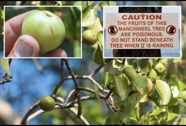 CAUTION THE FRUITS OF THIS MANCHINEEL TREE ARE POISONOUS. I DO NOT ...
