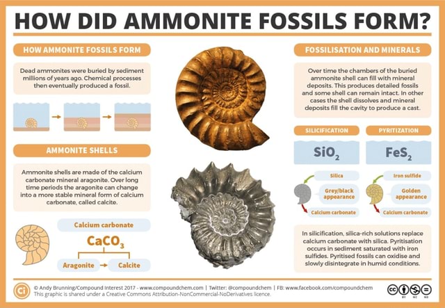 HOW DID AMMONITE FOSSILS FORM? 'Over time the chambers of the buried ...