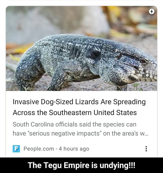 Invasive Dog-Sized Lizards Are Spreading Across the Southeastern United ...