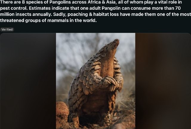 There are 8 species of Pangolins across Africa & Asia, all of whom play ...