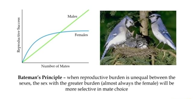 Males Females Reproductive Success Success Success Number of Mates ...