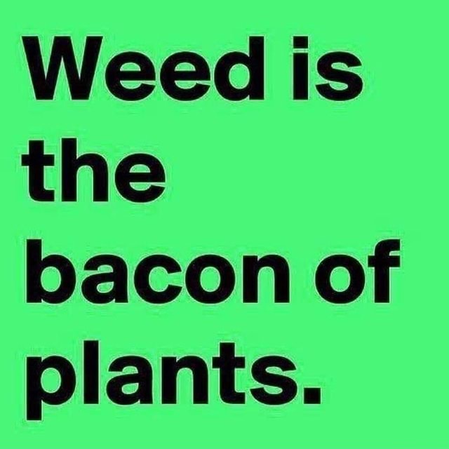 Weed Is the bacon of plants. - America’s best pics and videos