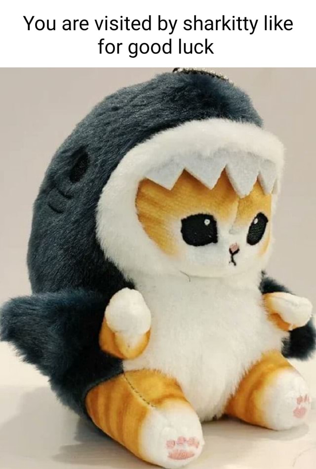 You are visited by sharkitty like for good luck - iFunny