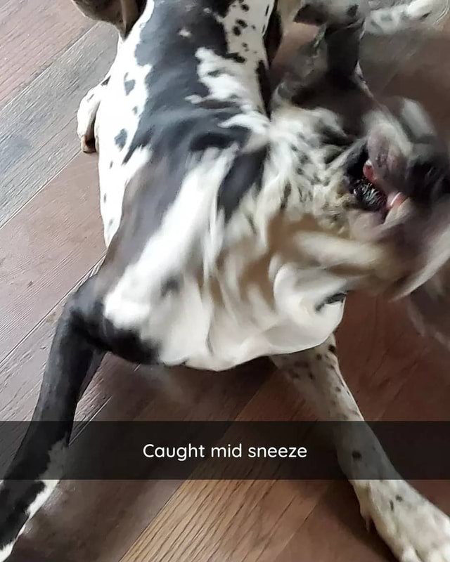 Caught mid sneeze fy & - iFunny