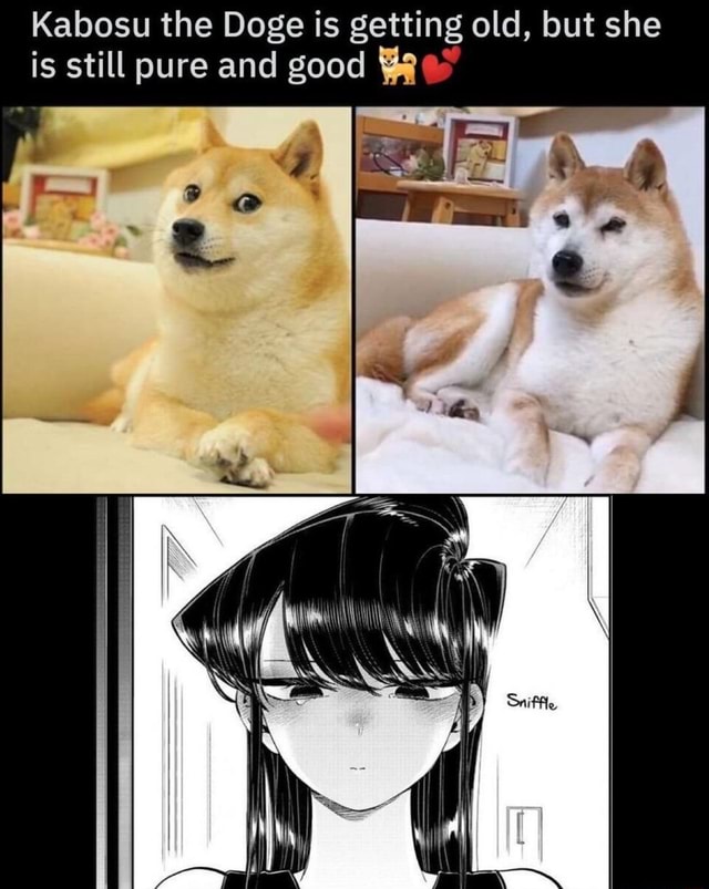 Kabosu The Doge Is Getting Old But She Is Still Pure And Good H Ifunny