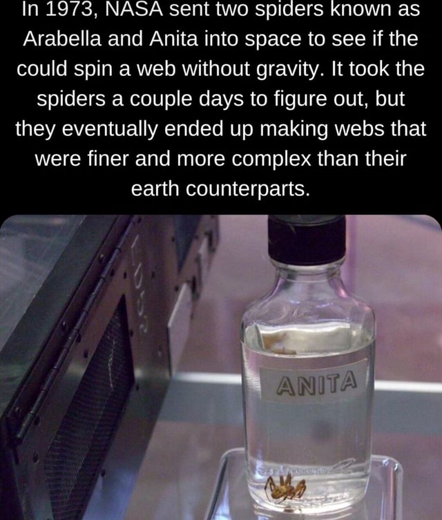 In 1973, NASA sent two spiders known as Arabella and Anita into space ...