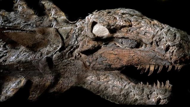 One of the best-preserved dinosaurs ever discovered. This fossilized ...