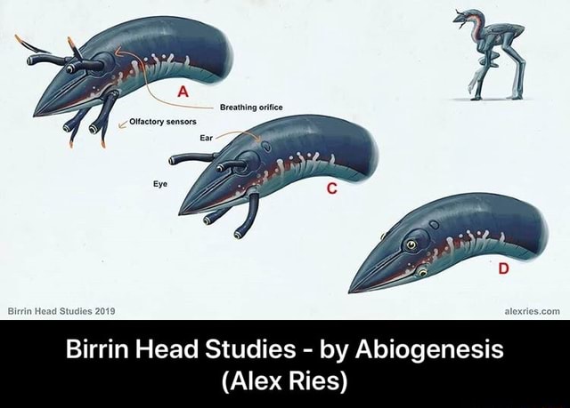 Birrin Head Studies by Abiogenesis (Alex Ries) - Birrin Head Studies ...