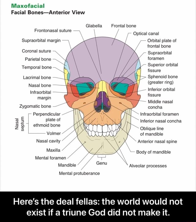 Maxofacial Facial Bones-Anterior View la Frontal bone Frontonasal ...