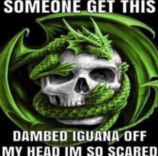 SWIM GET THIS DAMBED IGUANA OFF MY HEAD IM SO SCORED - iFunny