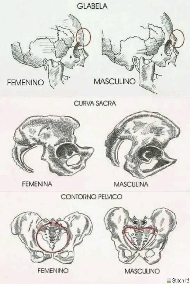 GLABELA CURVA SACRA FEMENINA CONTORNO PEMICO MASCULUNO PEMENINO Stitch ...