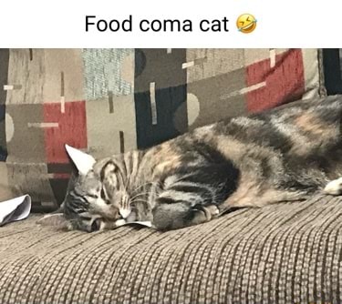 Food coma cat - iFunny