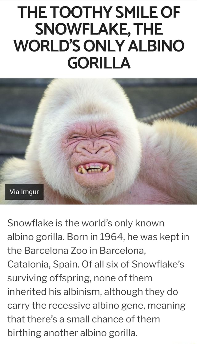 THE TOOTHY SMILE OF SNOWFLAKE, THE WORLD'S ONLY ALBINO GORILLA Via ...