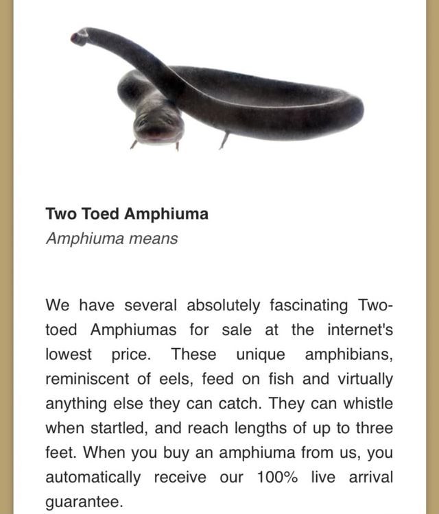 Two Toed Amphiuma Amphiuma means We have several absolutely fascinating ...
