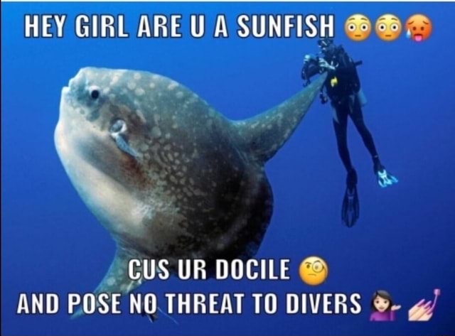 SUNFISH HEY GIRL ARE UA SUNFISH GUS UR DOCILE @ AND POSE NO THREAT TO ...