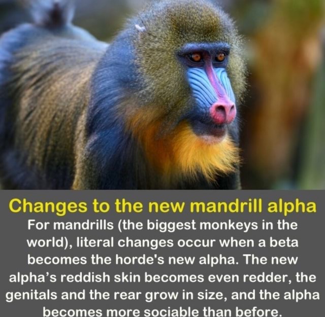 Changes to the new mandrill alpha For mandrills (the biggest monkeys in ...