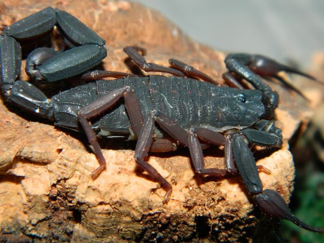Adult female Centruroides gracilis. Notice the slightly stockier ...