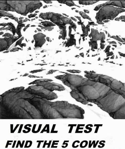 I didn’t find a single cow 🧐🤦‍♂️ - VISUAL TEST FIND THE 5 COWS ...