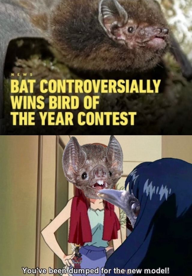 BAT CONTROVERSIALLY WINS BIRD OF THE YEAR CONTEST You've been dumped ...