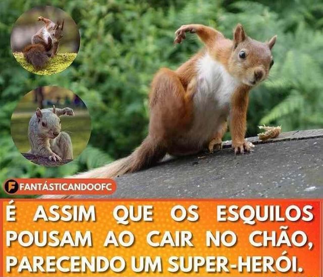 É ASSIM QUE OS ESQUILOS POUSAM AO CAIR NO CHÃO, PARECENDO UM SUPER ...