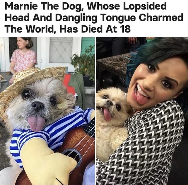 Marnie The Dog, Whose Lopsided Head And Dangling Tongue Charmed The ...