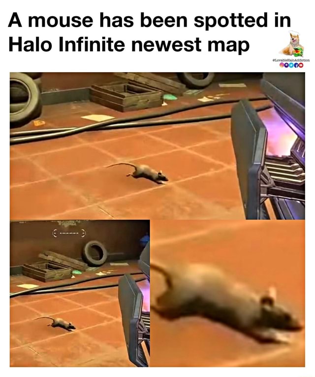 Follow LovableHaloAddiction on Twitch and Instagram! - A mouse has been spotted in Halo Infinite ...