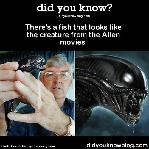 Did you know? There's a fish that looks like the creature from the ...