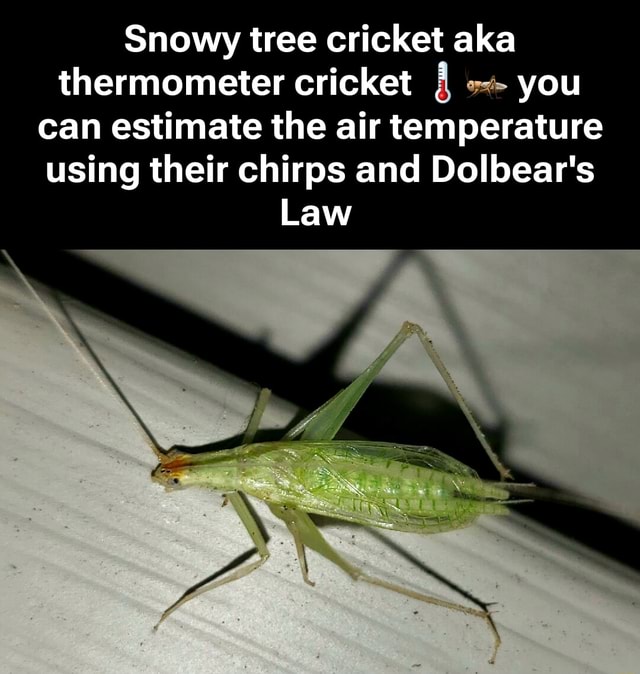 Snowy tree cricket aka thermometer cricket you can estimate the air ...