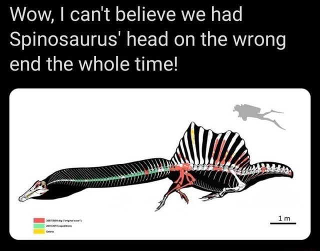 Wow, I can't believe we had Spinosaurus' head on the wrong end the ...