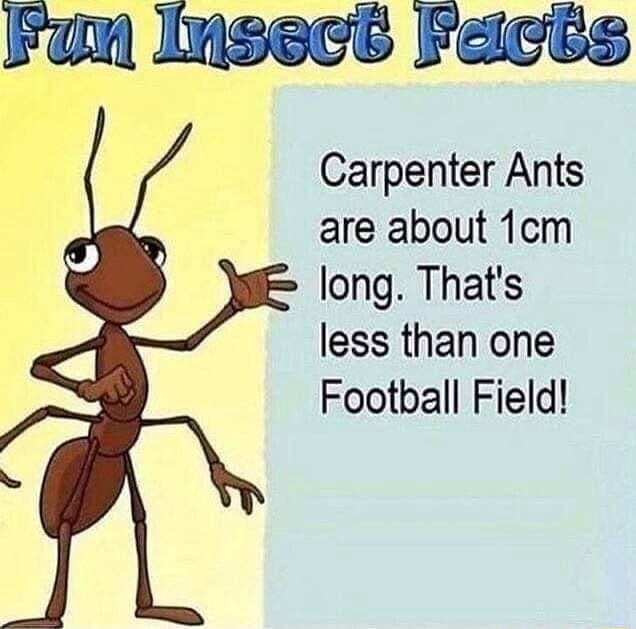 Fan Insect Facts Carpenter Ants are about long. That's less than one ...