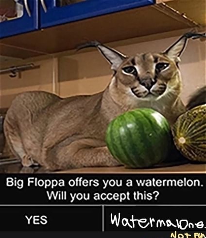 Big Floppa offers you a watermelon. Will you accept this? YES ...
