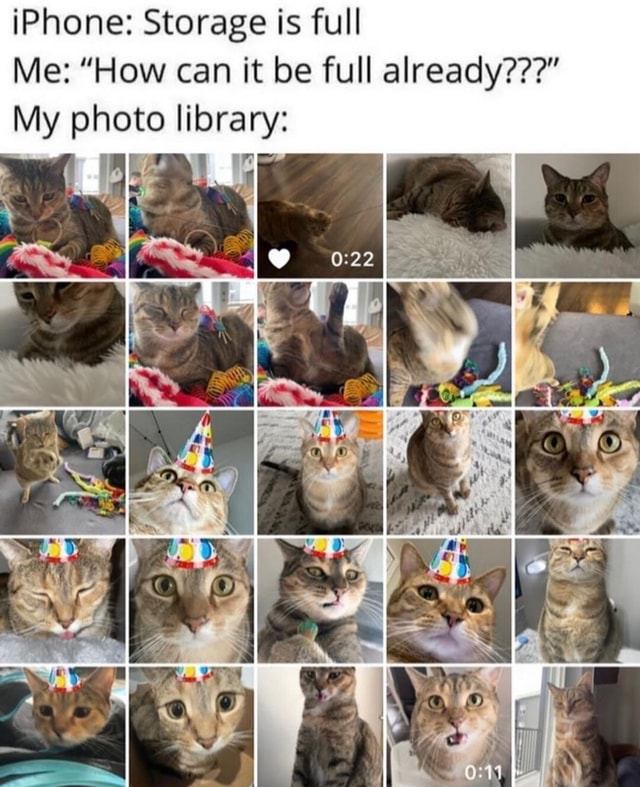 Catmemes catmemesdaily cat kitten instacat catmemesarethebest memecat ...