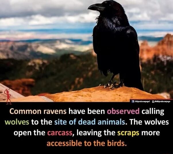 Common ravens have been observed calling ing wolves to the site of dead ...