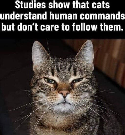 Studies show that cats understand human commands but don't care to ...