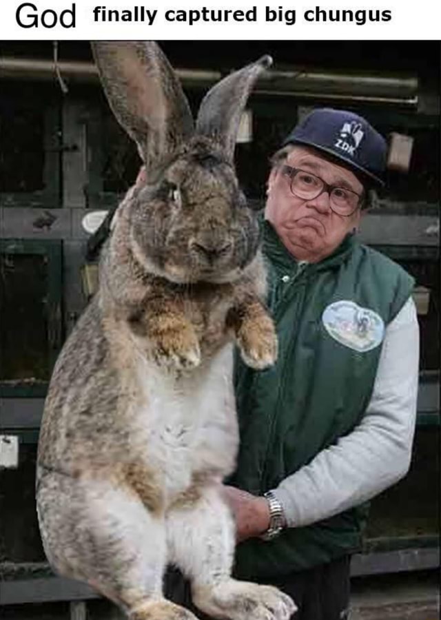 God finally captured big chungus - iFunny
