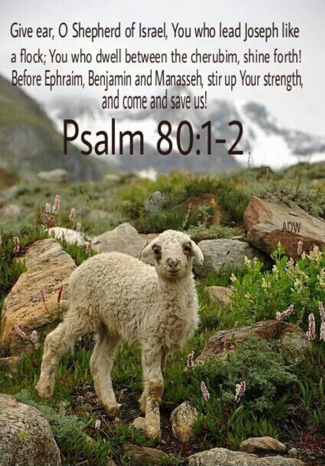 Give ear, O Shepherd of Israel, You who lead Joseph like a flock; You ...