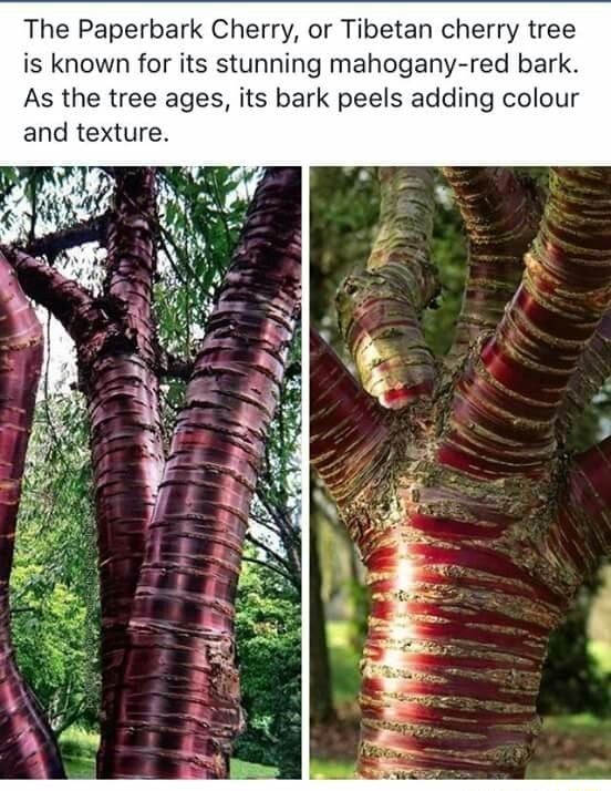 The Paperbark Cherry, or Tibetan cherry tree is known for its stunning ...