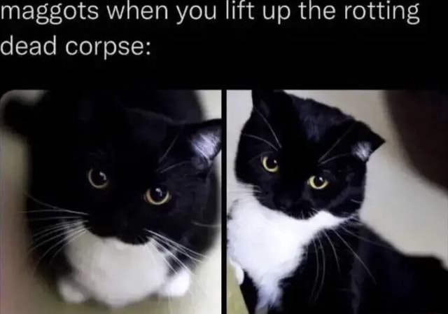Maggots when you lift up the rotting dead corpse: - iFunny