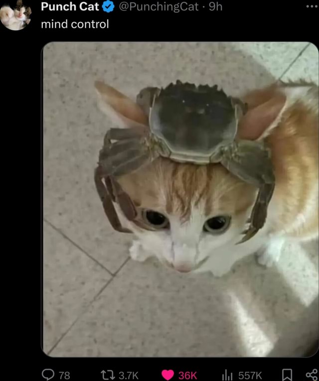 Punch Cat @PunchingCat mind control 78 3.7K 557K - iFunny