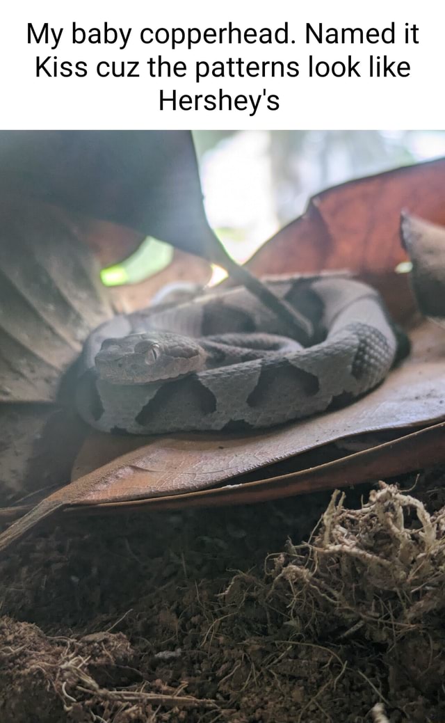 My baby copperhead. Named it Kiss cuz the patterns look like Hershey's ...