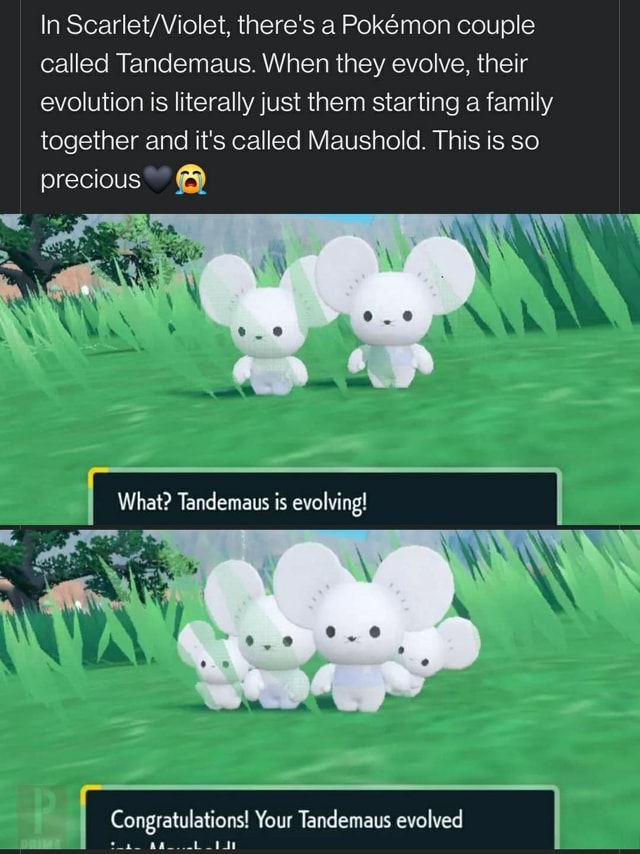 In there's a Pokemon couple called Tandemaus. When they evolve, their ...
