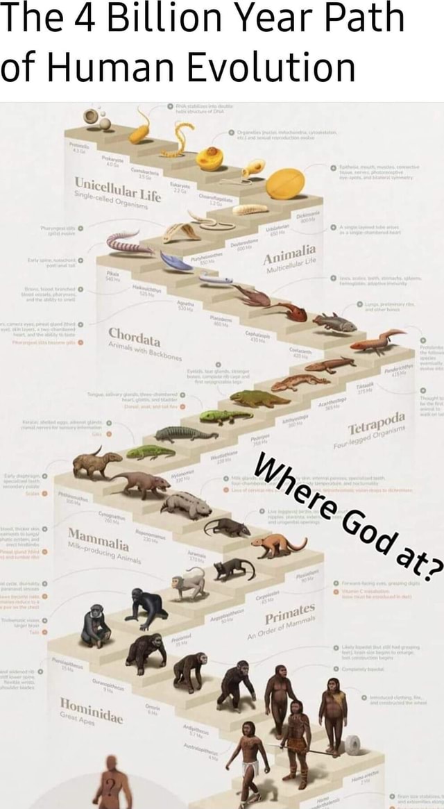 The 4 Billion Year Path of Human Evolution - America’s best pics and videos