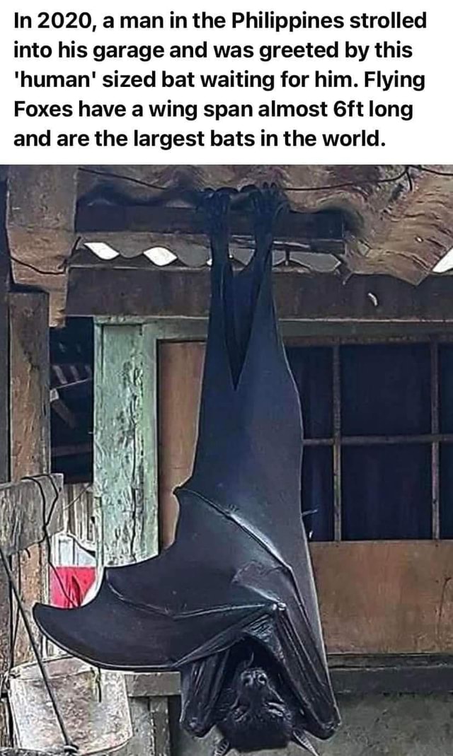 In 2020, a man in the Philippines strolled into his garage and was ...