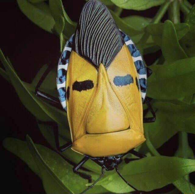 Man-Faced Stink Bug. - iFunny