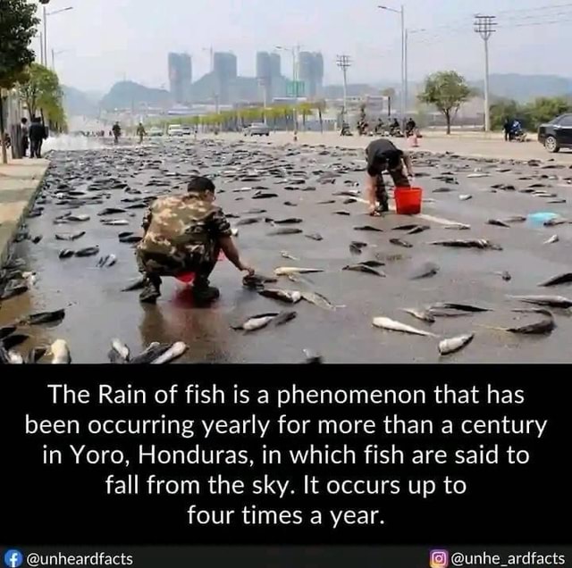 The Rain of fish is a phenomenon that has been occurring yearly for ...