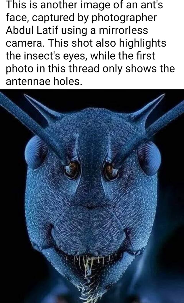 This is another image of an ants face, captured by photographer Abdul ...
