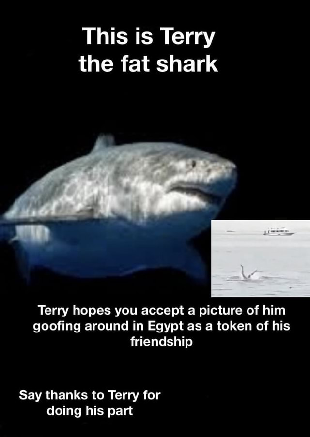 This is Terry the fat shark Terry hopes you accept a picture of him ...