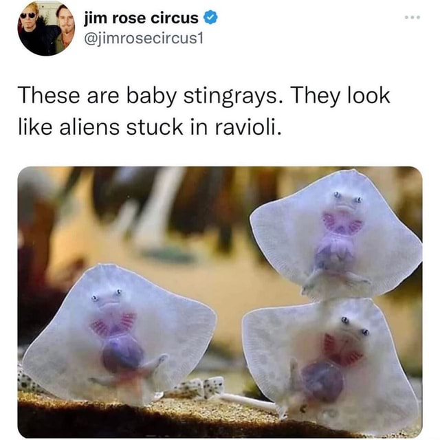 N/A - These are baby stingrays. They look like aliens stuck in ravioli ...